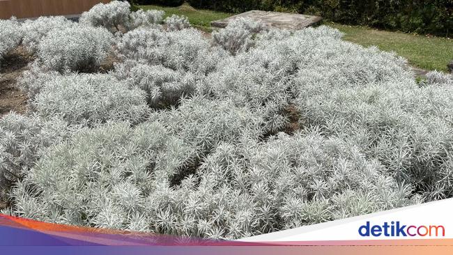 Mengenal Bunga Edelweis, Bunga Tangguh Lambang Cinta Abadi