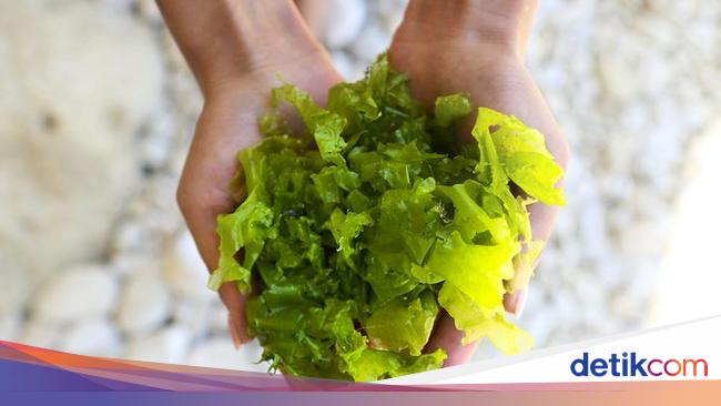 Selada Laut Bernutrisi Tinggi dan Enak Buat Taburan Nasi Hangat