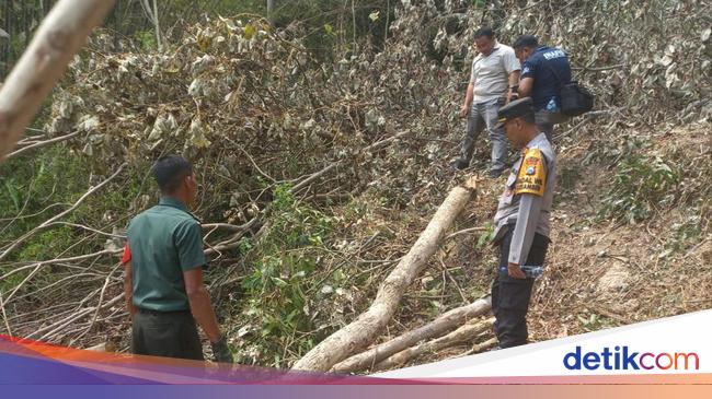 Pria di Blitar Tewas Tertimpa Pohon Sono yang Ditebangnya Pria di Blitar Tewas Tertimpa Pohon Sono yang Ditebangnya