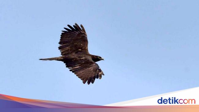 Perjalanan Panjang Burung Raptor dari Siberia ke Gunung Sanggabuana