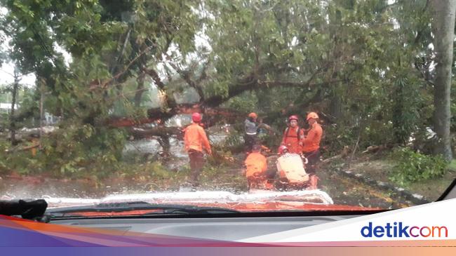 Sejumlah Pohon Tumbang Imbas Hujan dan Angin Kencang di Bogor