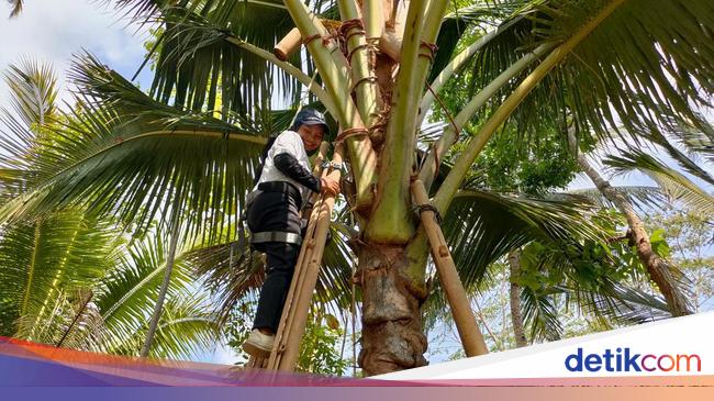 Mau Coba Jadi Penderes Nira? Yuk Main ke Desa Wisata Hargotirto Kulon Progo
