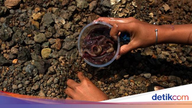 Cacing Laut dari Limbah Smelter Diburu, Harganya Tembus Rp 60 Ribu/Kg