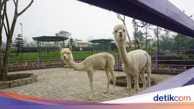 Serunya Liburan di D'LAS Zoo Purbalingga, Bisa Lihat Alpaka-Kambing Mini
