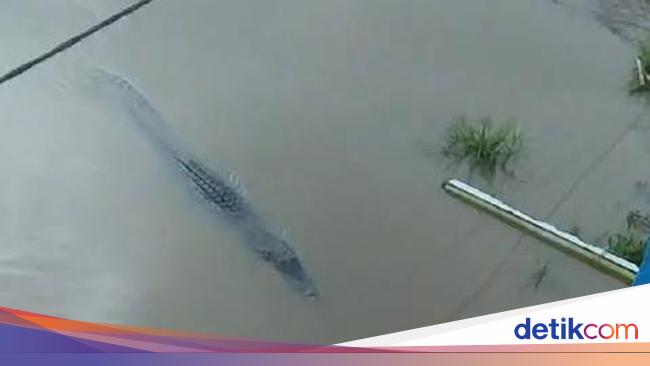 Buaya Muara 5 Meter Muncul di Sungai Banyuasin, Ini Imbauan BKSDA