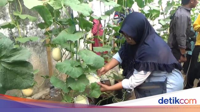 Petani Muda di Jombang Sukses Budi Daya Melon Thailand, Rasanya Manis-Renyah