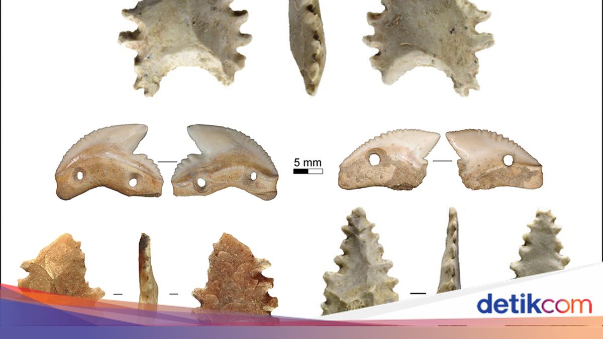Potret Gigi Hiu Berusia 7.000 Tahun Jadi Senjata Ditemukan di Sulawesi