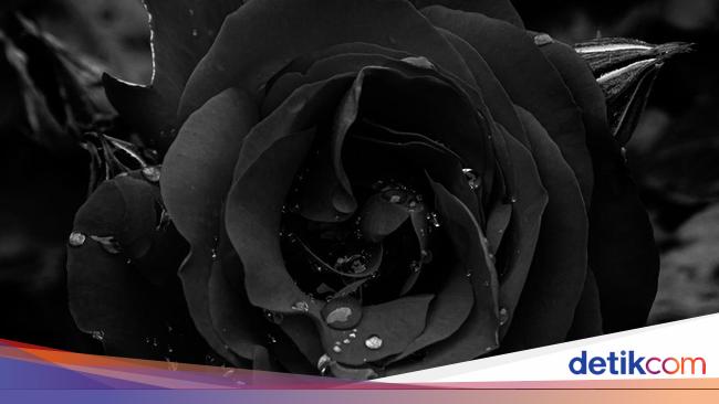 Ini Arti Bunga Mawar Hitam dalam Kisah Asmara dan Kehidupan