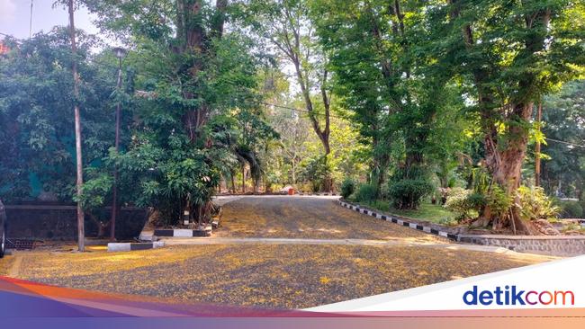Cantiknya Guguran Bunga Angsana di Solo, Serasa di Eropa