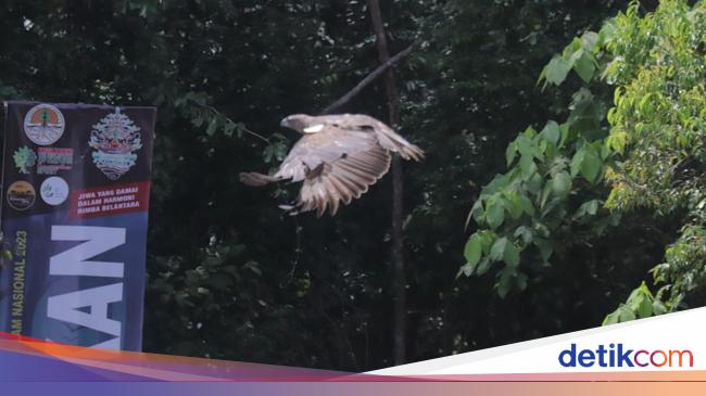 Sepasang Elang Brontok Itu Menemui Kebebasannya