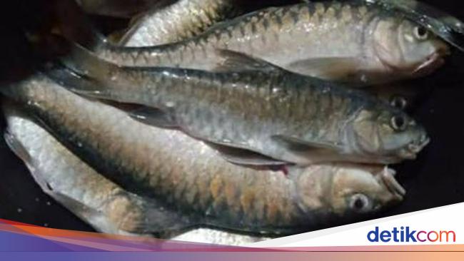 Ikan Batak yang Langka di Danau Toba, Dulu Jadi Hidangan Keluarga Raja
