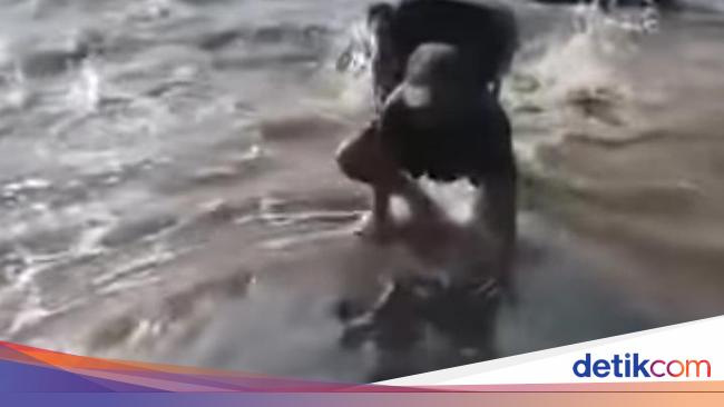 Paus Mati Terdampar di Pulang Pisau, Bangkainya Ditenggelamkan