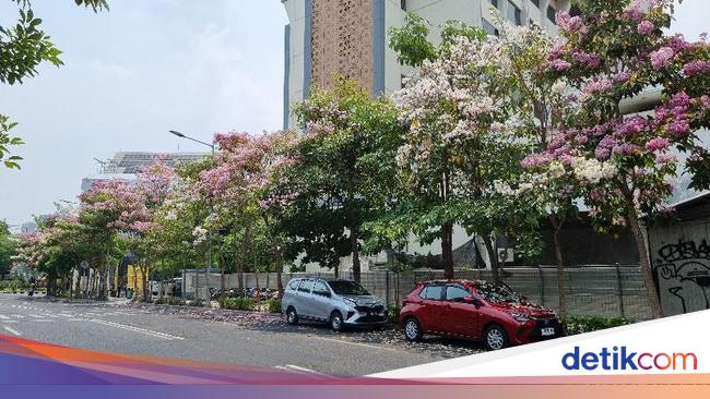 Mekarnya Bunga Tabebuya Bikin Jalanan Surabaya Makin Cantik