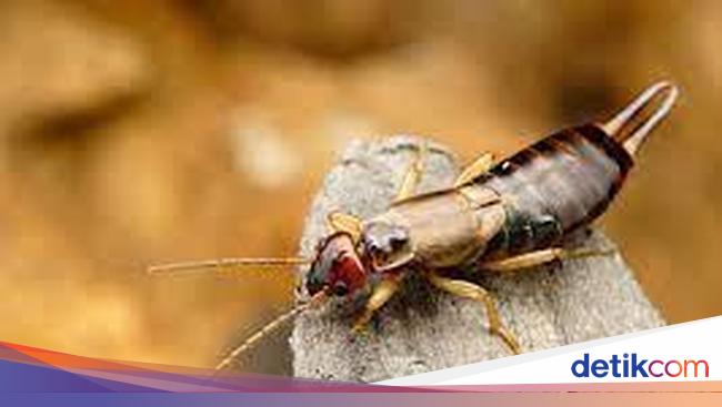 Langkah-langkah Membasmi Cocopet yang Menggelikan dan Rusak Tanaman