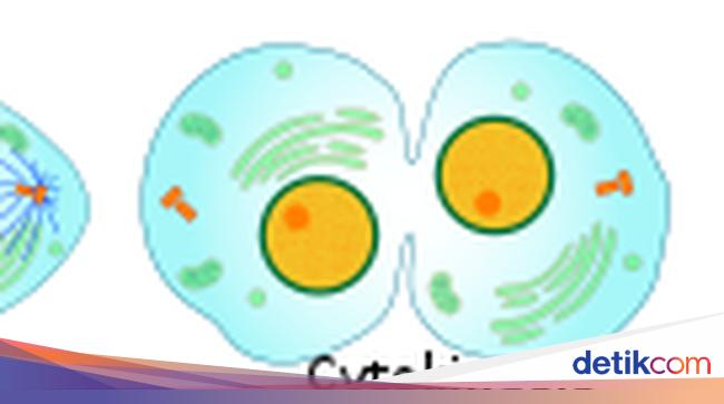 Proses Pembelahan Sel Secara Mitosis, Ini Tahap-tahapannya Proses Pembelahan Sel Secara Mitosis, Ini Tahap-tahapannya