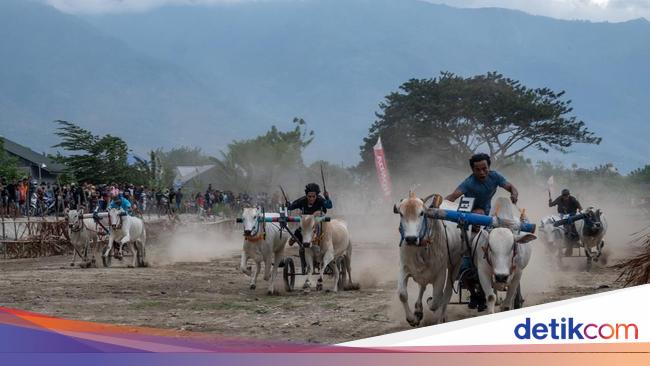 Serunya Tradisi Karapan Sapi di Sigi