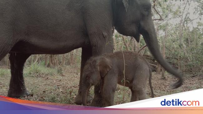 Selamat! Gajah Sumatera Riska di TN Way Kambas Lahirkan Anak Kedua