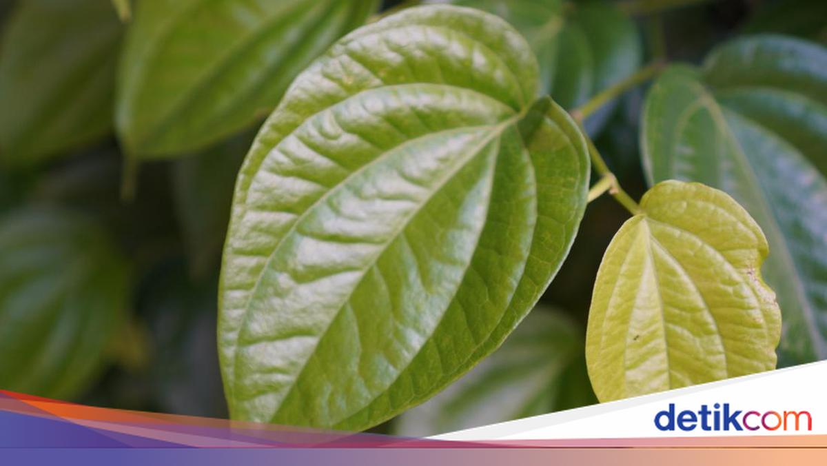 Cara Merebus Daun Sirih yang Benar agar Dapat Manfaatnya Secara Maksimal