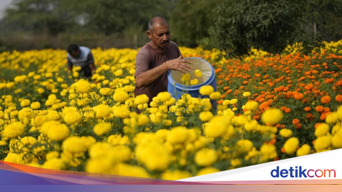 Melihat Panen Bunga Marigold di India untuk Festival Diwali