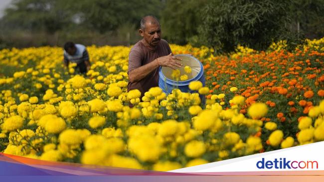 Melihat Panen Bunga Marigold di India untuk Festival Diwali