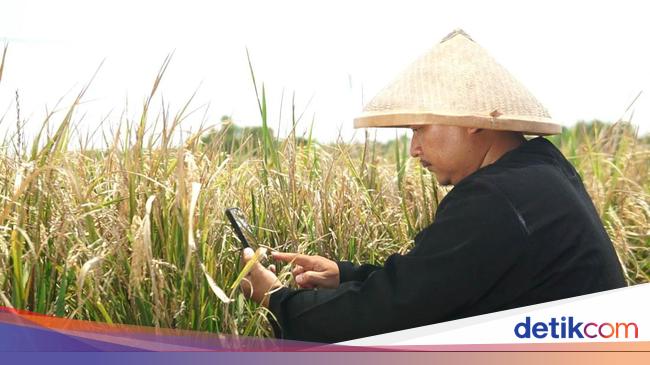 Cara Petani Deteksi Hama lewat Aplikasi Berbasis AI