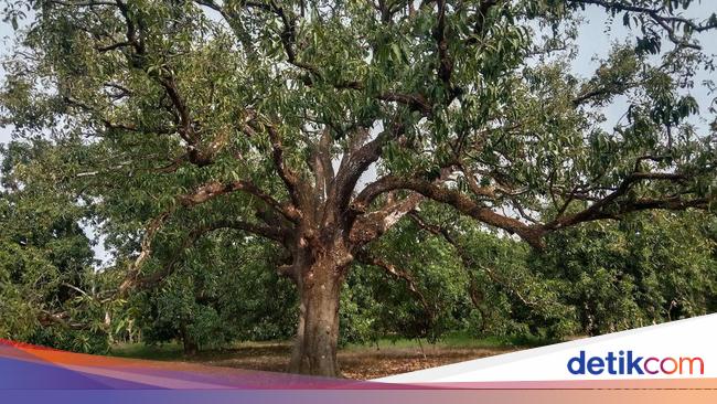 Cerita Petani Indramayu Merintis Hutan Mangga yang Luasnya 250 Ha