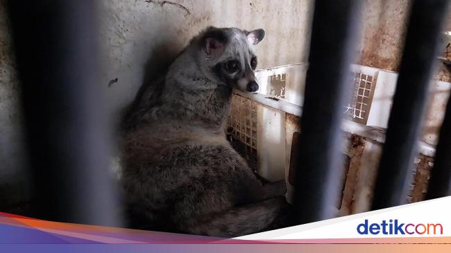 Musang Keliaran di Sekitar Rumah, Usir Dengan 7 Cara Ini