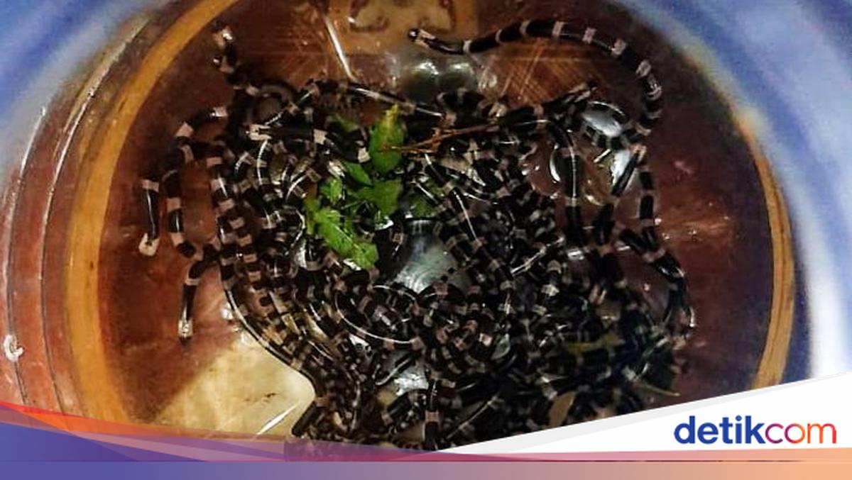 Hiii! Puluhan Ular Weling Bersarang di Saluran Air Musala Pereng Klaten