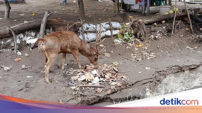 5 Fakta Rusa di TWA Cagar Alam Pangandaran Makan Sampah