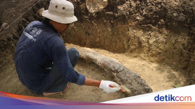 Fosil Gading Gajah Purba Usia 1,5 Juta Tahun di Patiayam Kudus Dievakuasi