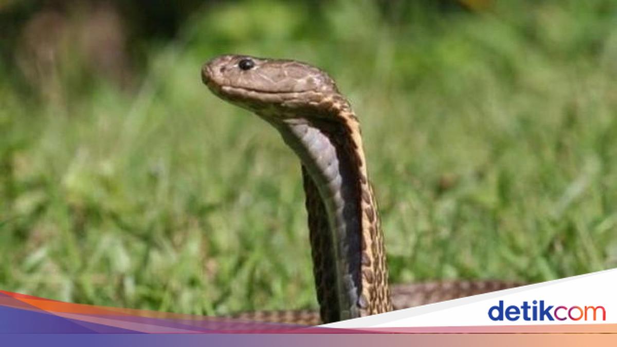 10 Ular Paling Berbisa di Dunia, Satu Gigitan Bisa Bunuh 100 Orang