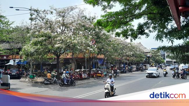 Cantiknya Bunga Tabebuya Bermekaran di Kawasan Pasar Gede Solo
