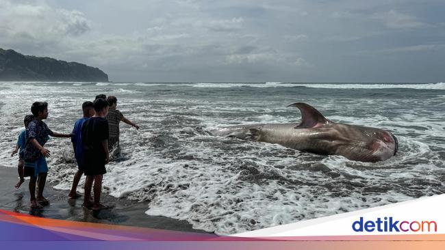 Hiu Tutul Mati Terdampar di Parangtritis Jadi Tontonan Warga