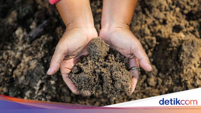 Tanah Gambut: Ciri-ciri, Persebaran, Manfaat, dan Fungsinya