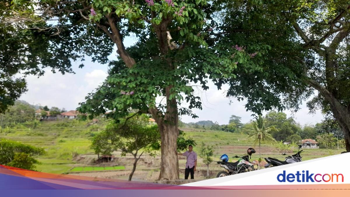 Pohon Bungur 'Raksasa' yang Jadi Tanda Patilasan Pemimpin Sumedang