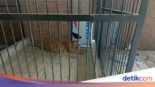 5 Fakta Harimau Terkam Manusia di Samarinda hingga Tewas