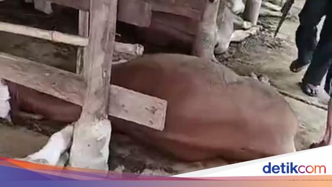 Dugaan Sementara Penyebab 6 Ekor Sapi Mati Mendadak di Indramayu