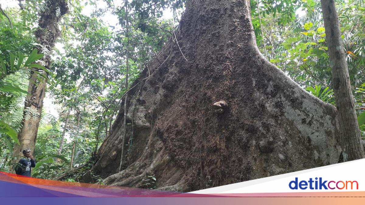 Cerita Pohon Raksasa Pelindung Mata Air Cikandung Sumedang