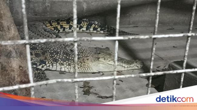 Warga Tulungagung Pelihara 2 Ekor Buaya Selama 7 Tahun di Perkampungan Warga Tulungagung Pelihara 2 Ekor Buaya Selama 7 Tahun di Perkampungan