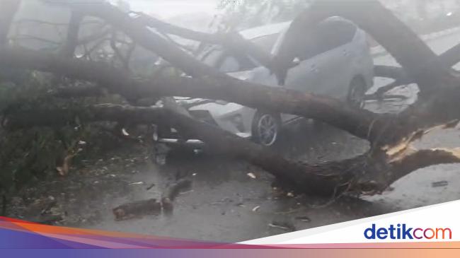 Pohon Tumbang Timpa 2 Mobil di Depan GTC dan Karunrung Makassar