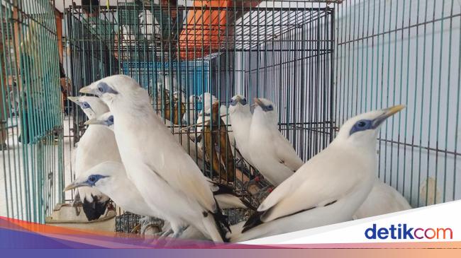 125 Ekor Jalak Bali Hasil Penangkaran di Klaten Akan Dilepasliarkan ke Bali