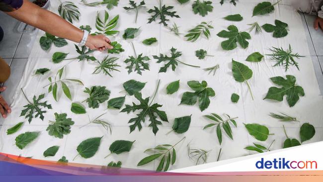 Melihat Pembuatan Batik Ecoprint Pekayon