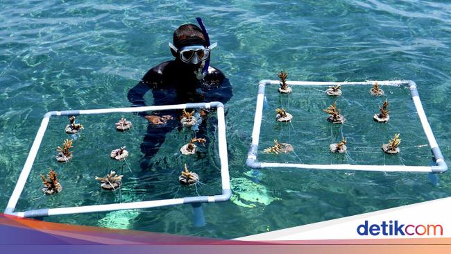 Melihat Transplantasi Terumbu Karang, Seperti Apa?