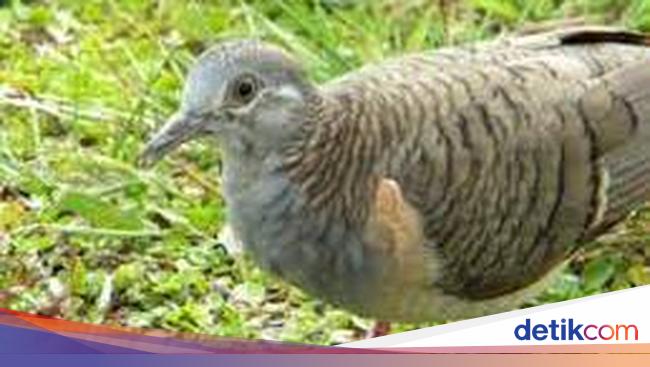 Kisah Burung Perkutut yang Konon Jelmaan Pangeran Pajajaran