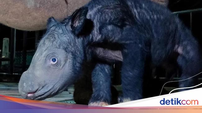 Foto: Gemasnya Anak Badak Sumatera yang Baru Lahir di Way Kambas