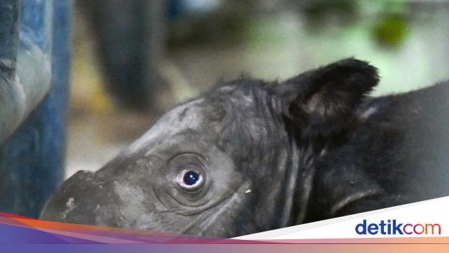 Sorotan Dunia ke Bayi Badak di Taman Nasional Way Kambas