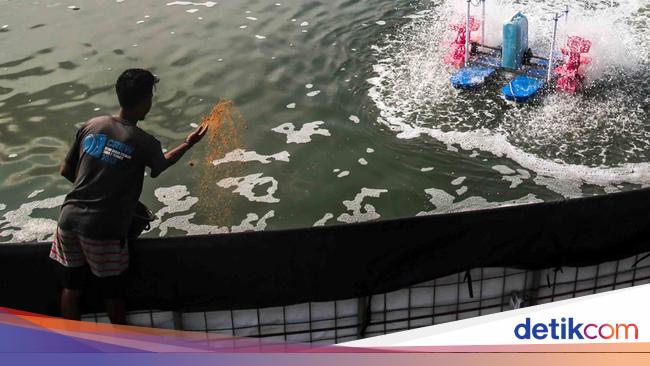 Melihat Budi Daya Udang Vaname Sistem Bioflok di Maluku Utara