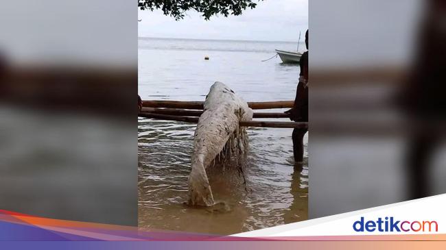 Hewan Misterius yang Disebut 'Putri Duyung' Terdampar di Papua Nugini ... Hewan Misterius yang Disebut 'Putri Duyung' Terdampar di Papua Nugini ...