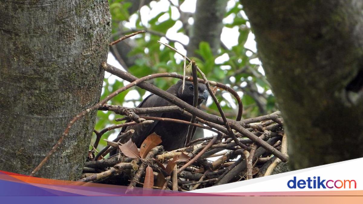 Satwa Langka Kembali Huni Area Pertambangan Karawang