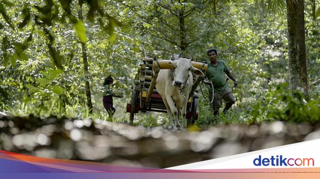 Cara Tradisional Petani Palaes Manfaatkan 'Roda Sapi' untuk Olah Kopra